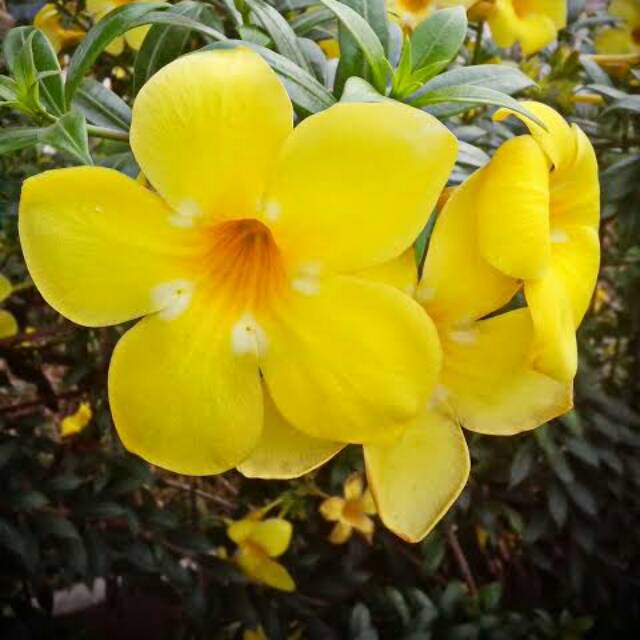 Jual Bunga alamanda | Shopee Indonesia