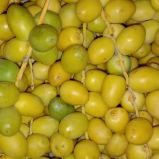 Jual Original 100% Kurma muda fresh / kurma ruthab / Ruthob Segar ...