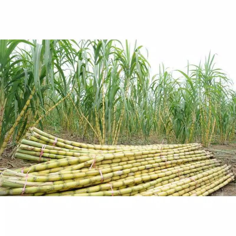 Jual tebu kuning manis dan segar bisa langsung konsumsi | Shopee Indonesia