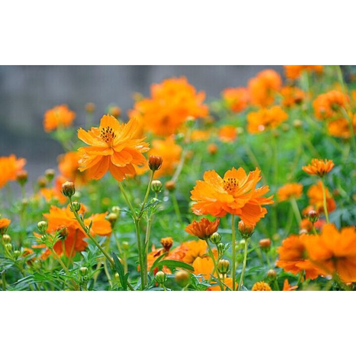 Jual Biji Benih Bunga Sulfur Cosmos sulphureus Tanaman Hias seeds ...