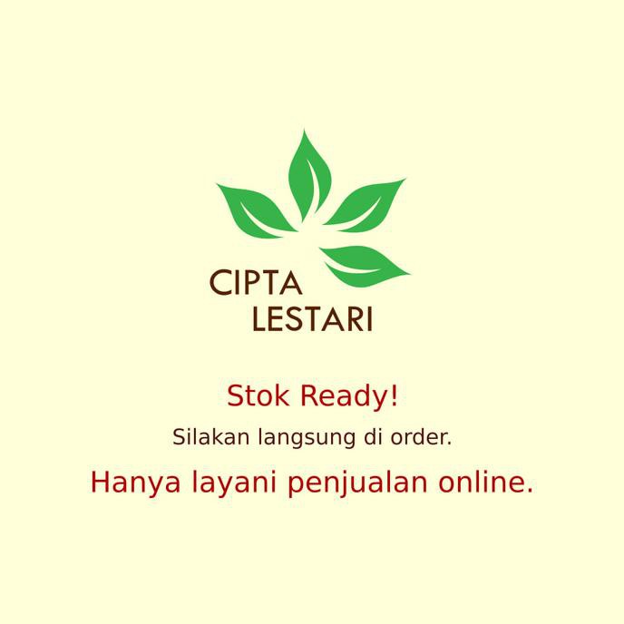 Jual BIBIT GINSENG JAWA - SOM JAWA - TANAMAN HERBAL FREONG | Shopee ...
