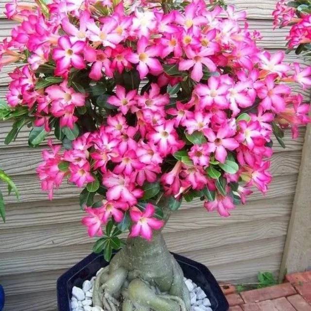 Jual Bibit/biji benih bunga Adenium Obesum mix flower indah dan menarik ...