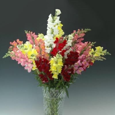 Jual Snapdragon Rocket Mix F1 10 Biji (Benih Biji Bibit Tanaman Bunga ...