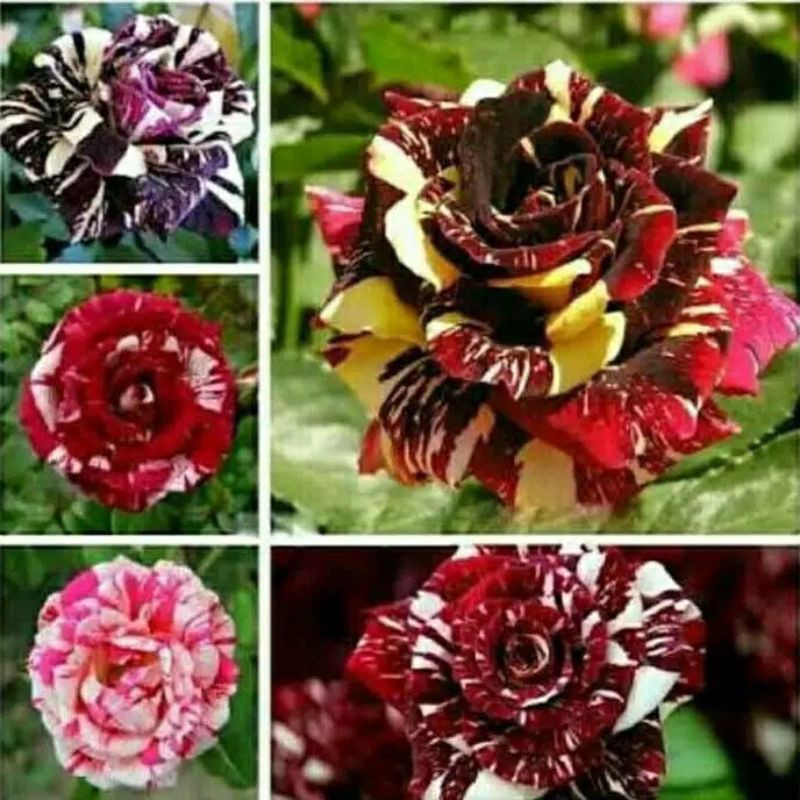 Jual paket 10 mawar batik all color berat 1kg | Shopee Indonesia