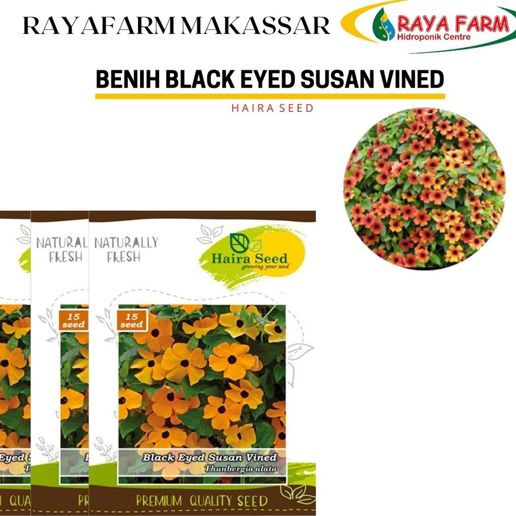Jual BENIH BUNGA BLACK EYED SUSAN VINED - HAIRA SEED | Shopee Indonesia