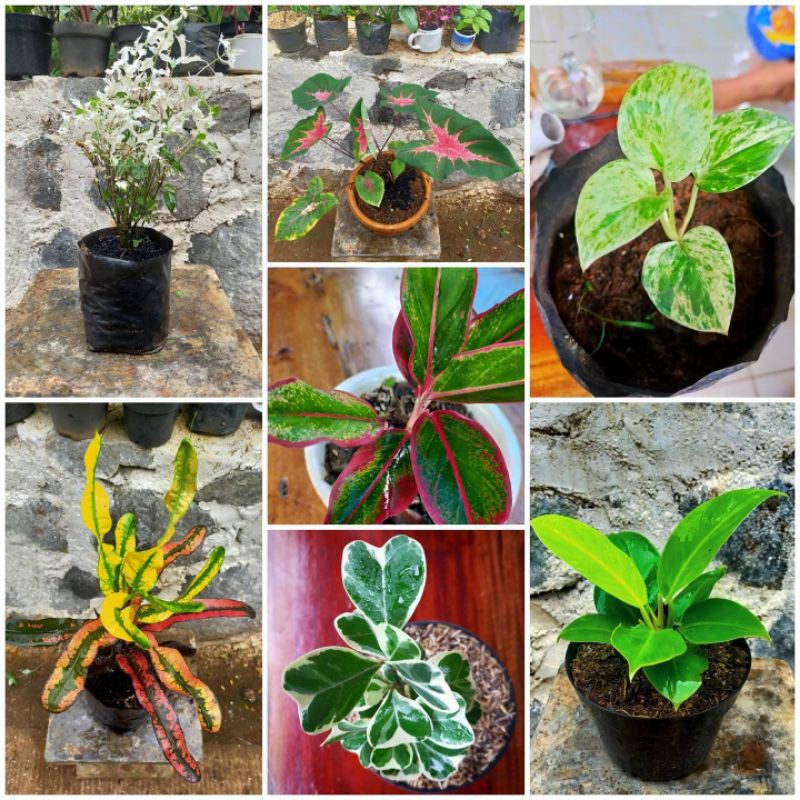 Jual Jenis-jenis tanaman hias | Shopee Indonesia