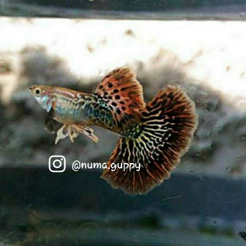 Jual Ikan guppy Red dragon | Shopee Indonesia
