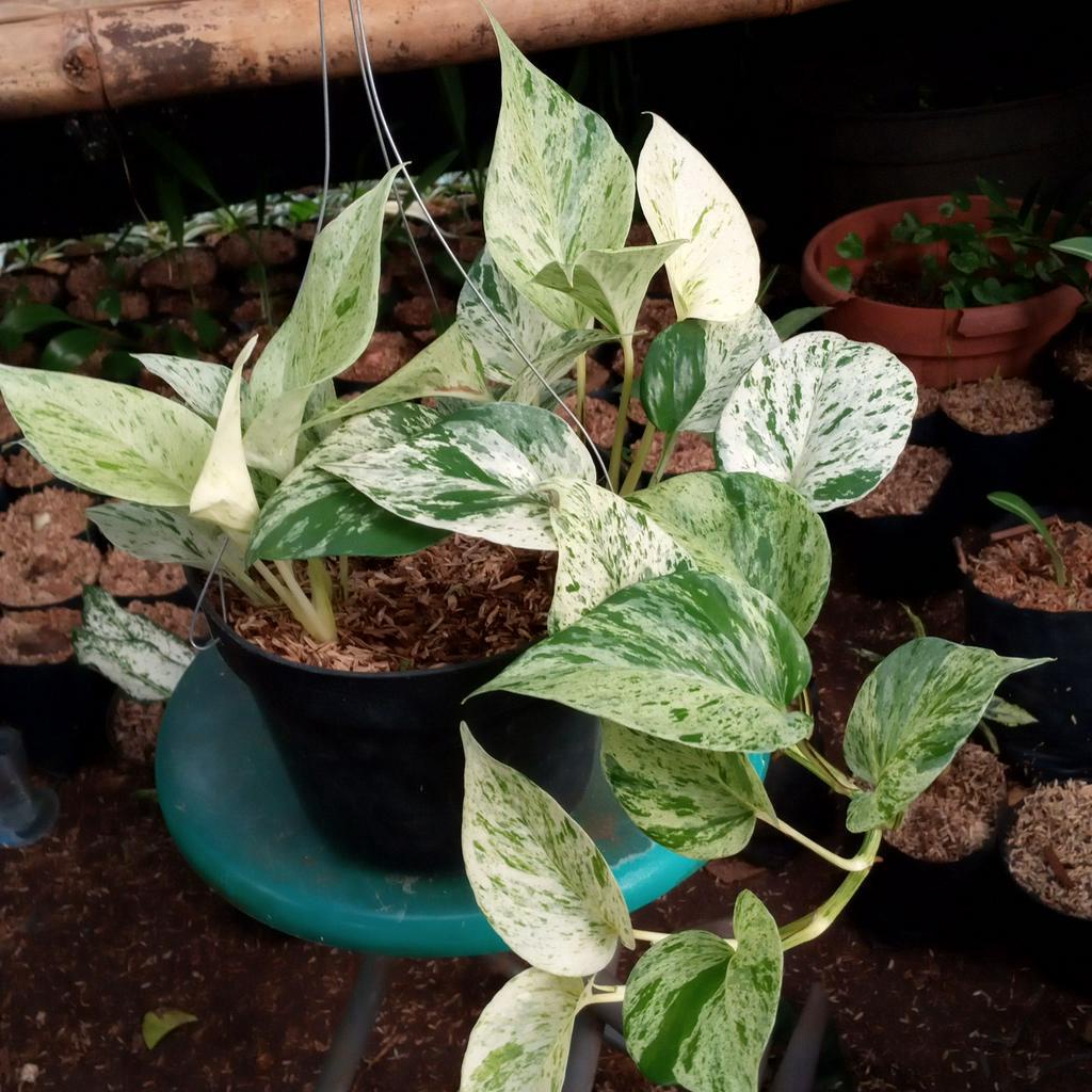 Jual tanaman sirih gading putih /srigading variegata / tanaman pot ...