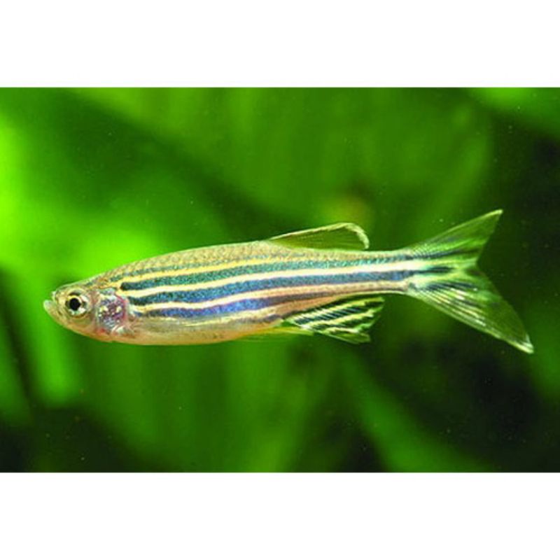 Jual Hiasan Aquarium/Yellow danio | Shopee Indonesia