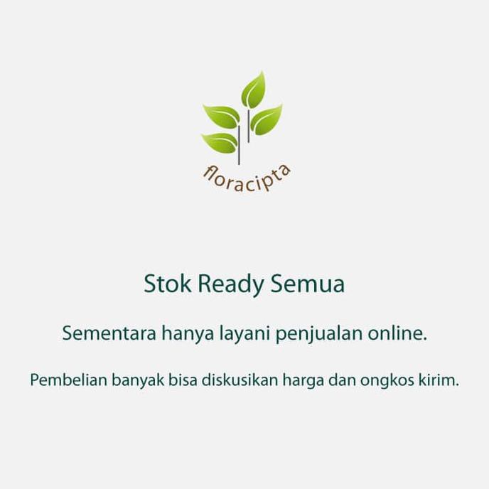 Jual Bibit Gandaria Pohon Gandaria Tanaman Buah Gandaria Lokal Jatake ...