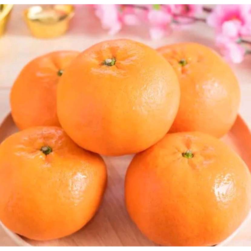 Jual Jeruk wokam RRC Fresh Manis 1 kg | Shopee Indonesia