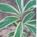 Jual Tanaman Hias POHON PaCinG pentul varigata CaNTiK Tanaman PaCiNG ...