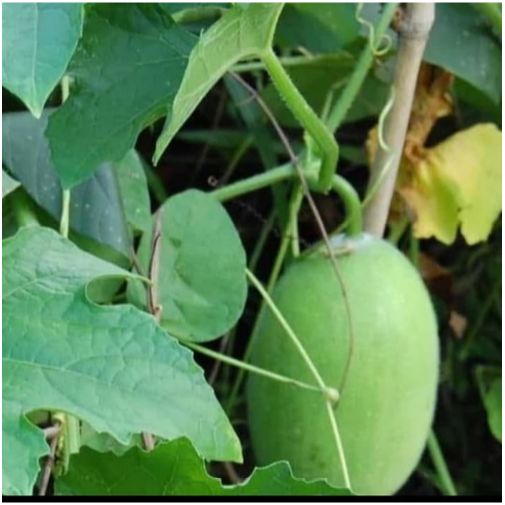 Jual Buah Bligo Fresh - Beligo / Kundur - Buah Bligo Segar | Shopee ...