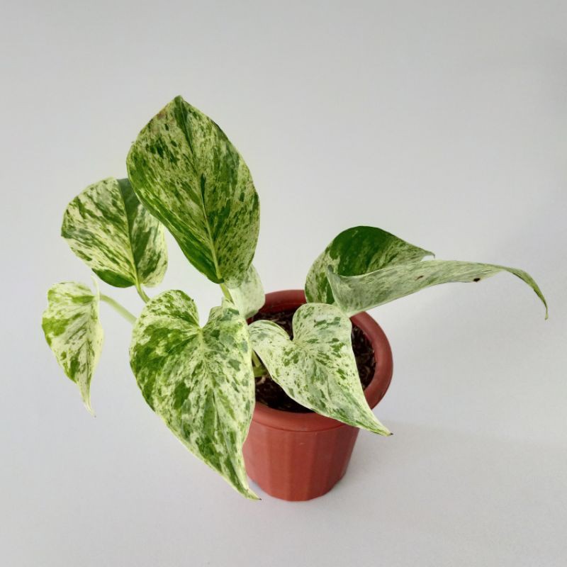 Jual Sirih Marble Queen atau Sirih Belanda | Shopee Indonesia