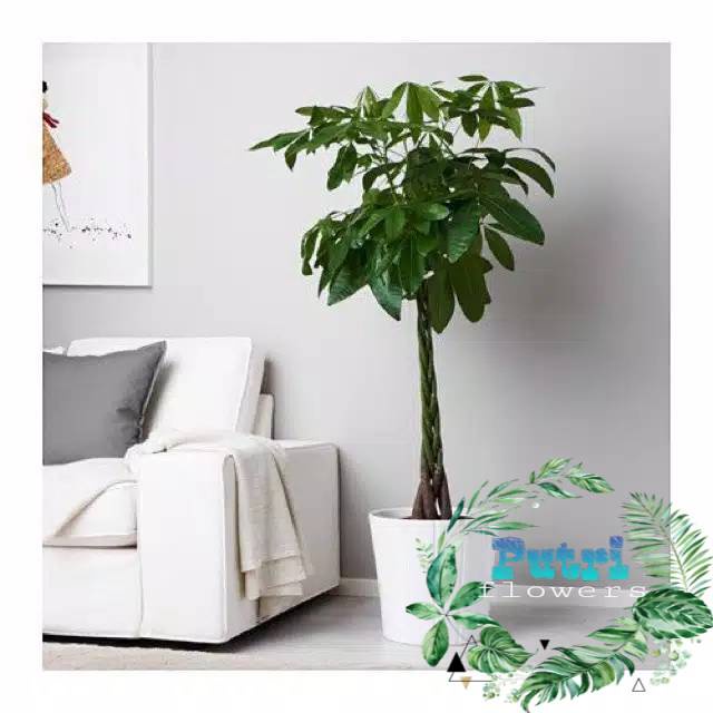 Jual Tanaman pacira kepang 9 pohon karet pacira pathcira money tree ...