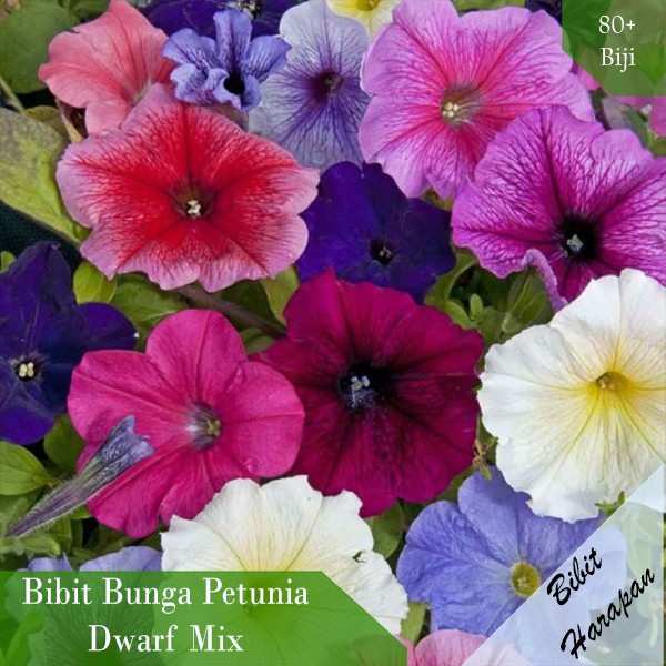 Jual Bibit Benih Bunga Biji Petunia Dwarf Mix Bibit Unggul | Shopee ...