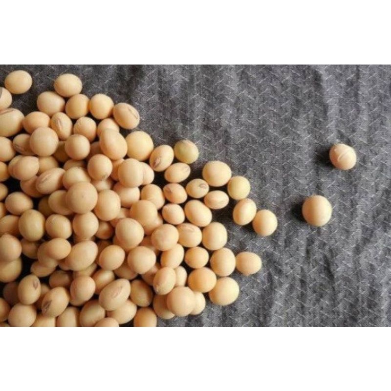 Jual BENIH KEDELAI BERKUALITAS SUPER SIAP TANAM 500 G | Shopee Indonesia