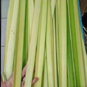 Jual Daun Janur Daun Kelapa Muda segar | Shopee Indonesia