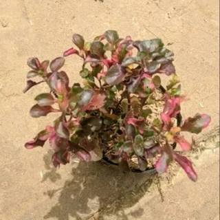 Produk Fito_Plants | Shopee Indonesia