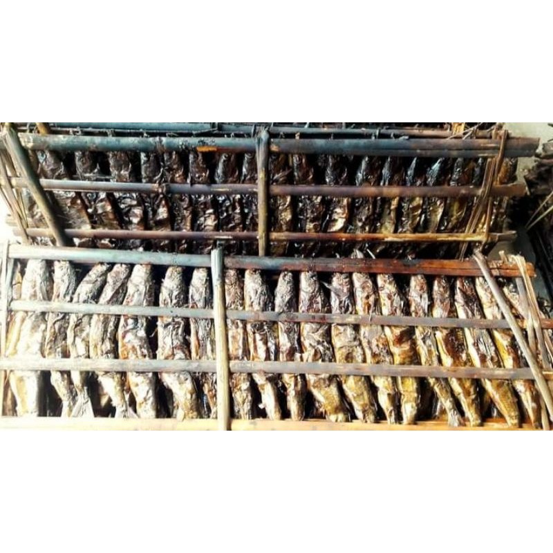 Jual ikan Roa | Shopee Indonesia