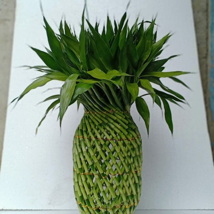 Jual tanaman hias bambu hoki model nanas | Shopee Indonesia