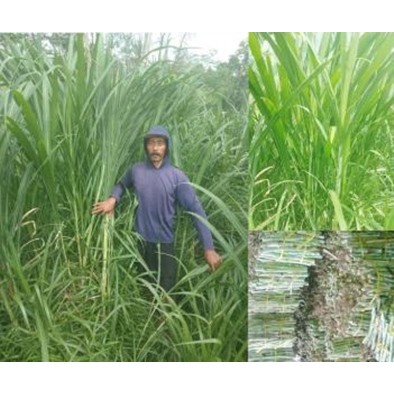 Jual Bibit Rumput // Raja King Grass // Perkilo | Shopee Indonesia