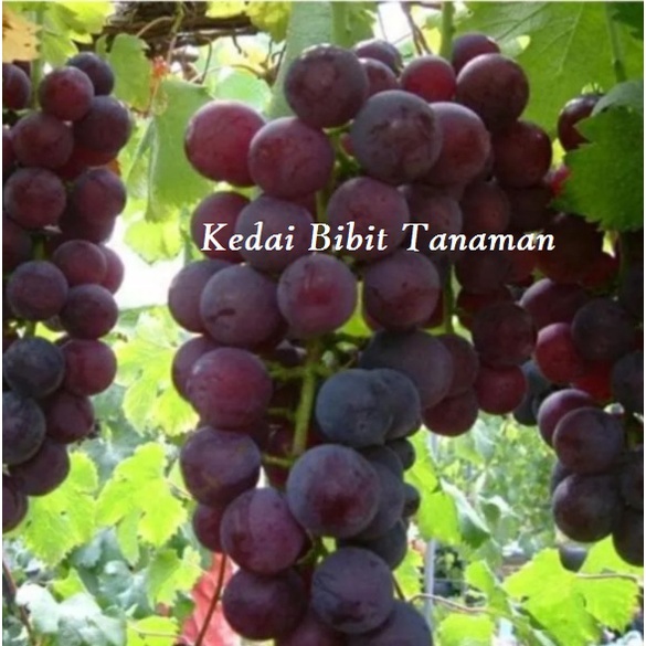 Jual Bibit Anggur Lokal Isabella | Shopee Indonesia