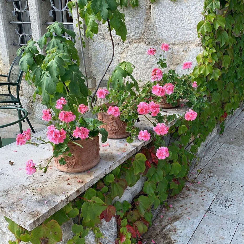 Jual Tanaman hias Geranium bunga pink (geranium light pink) | Shopee ...