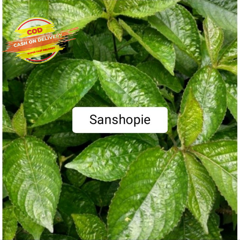 Jual Keji beling atau daun pecah beling kibeling segar 500 gram ...