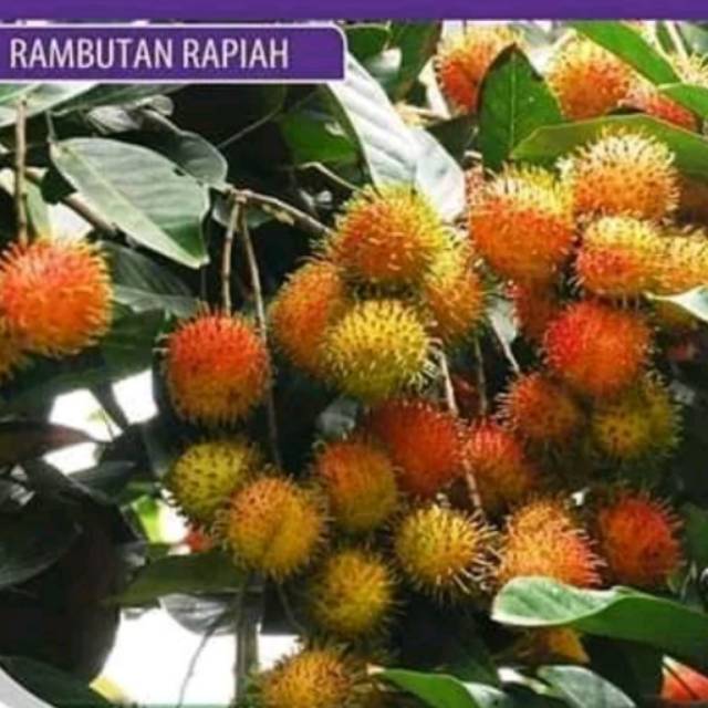 Jual bibit tanaman buah rambutan rapiah (bibit tanaman super) | Shopee ...