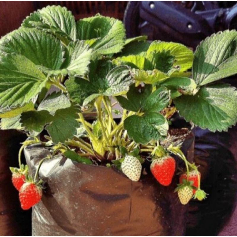 Jual Pohon Stawberry Bibit Tanaman Pohon Buah Strobery | Shopee Indonesia