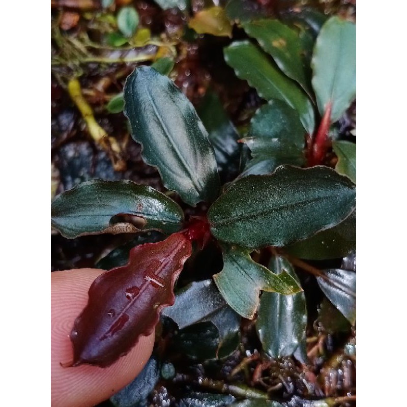 Jual Bucephalandra #Red serenade#serenadeblue | Shopee Indonesia