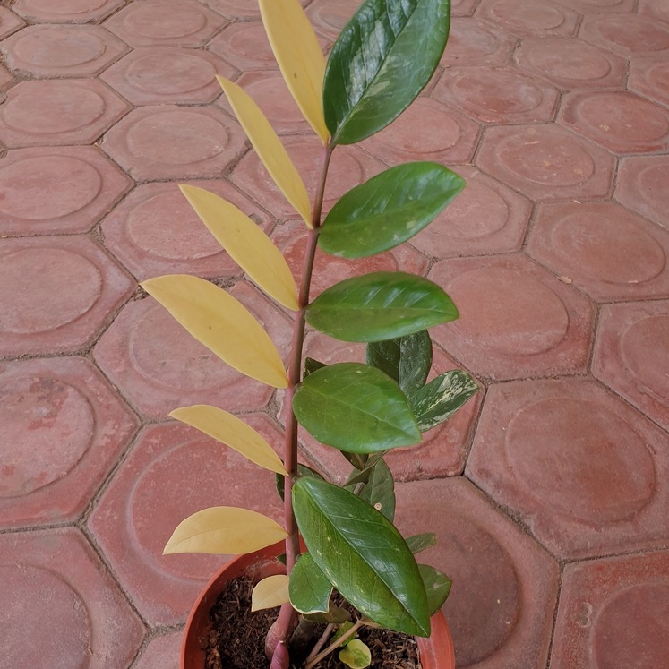 Jual Tanaman hias Zamia Varigata / Zamia dolar Variegata / culcas ...