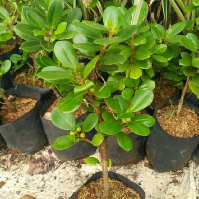 Jual Tanaman hias beringin korea - tanaman ficus | Shopee Indonesia