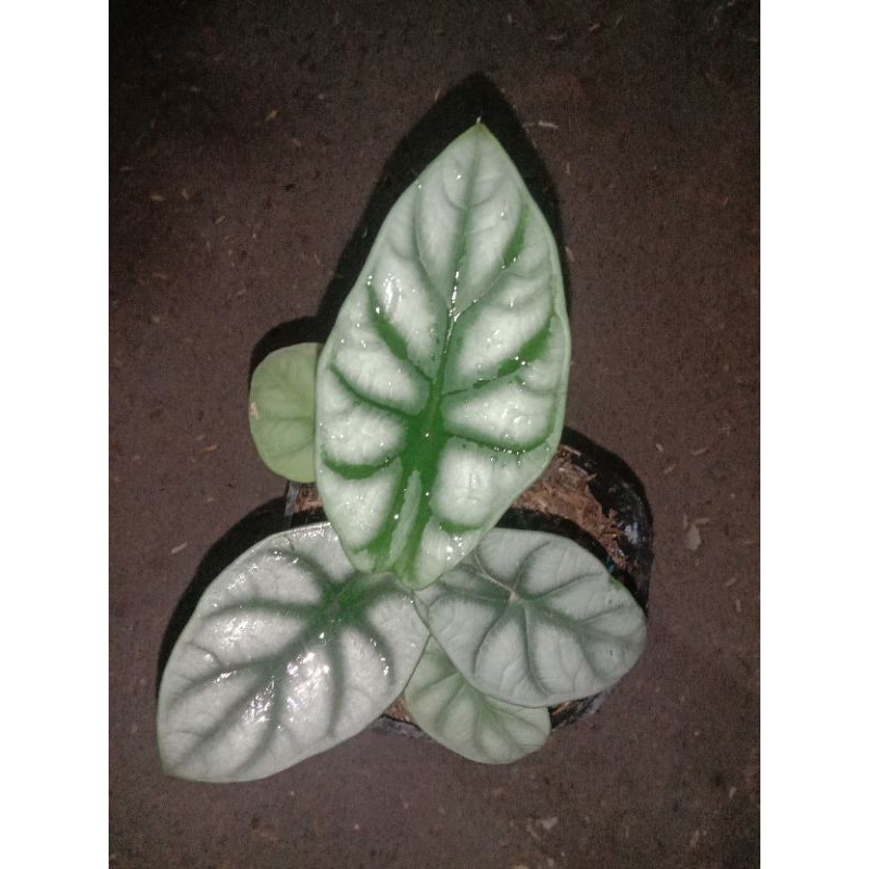 Jual Bunga keladi Tengkorak / Alokasia dragon Silver ASLI Ukuran Remaja ...