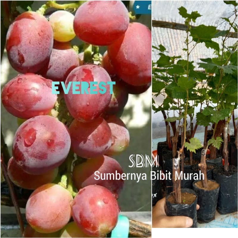 Jual Anggur Everest - Anggur Impor Everest | Shopee Indonesia