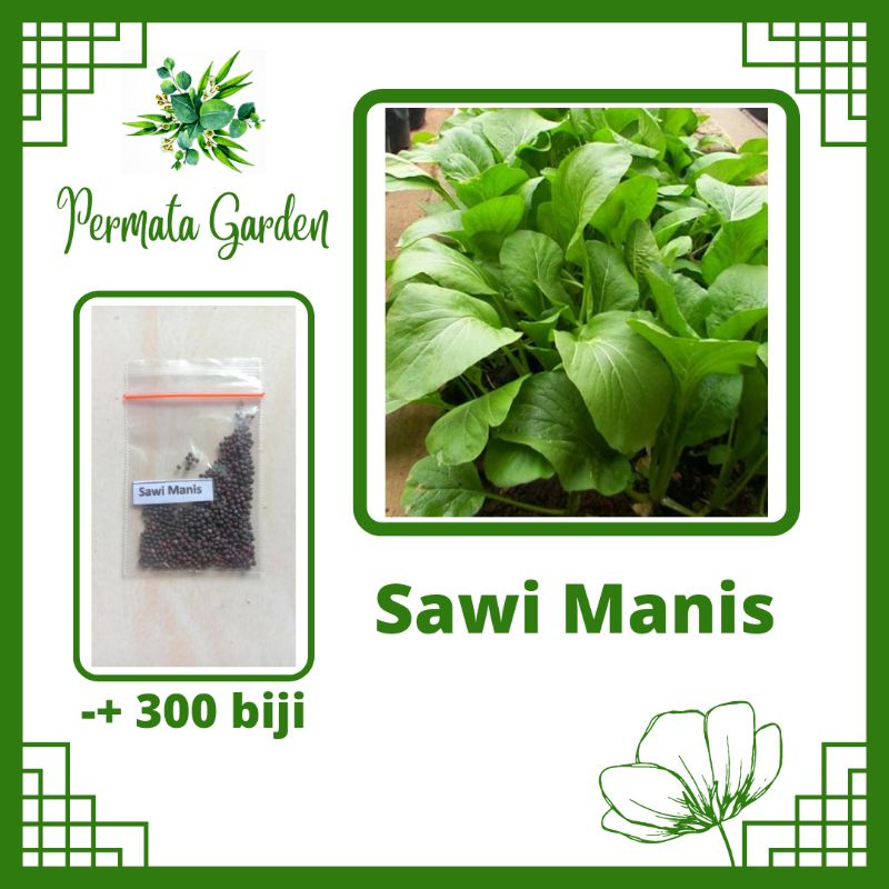 Jual Benih Sawi Bakso Caisim | Sawi Manis | Benih Berkhualitas | Shopee ...