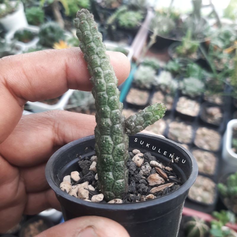 Jual Family Asclepiadoideae Tribe Ceropegieae Jenis Echidnopsis Leachi ...