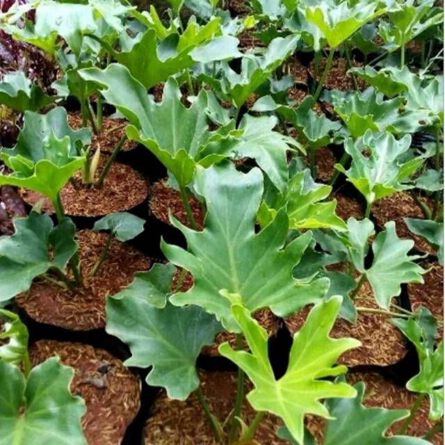 Jual Tanaman hias Pillo Dendrum | Shopee Indonesia