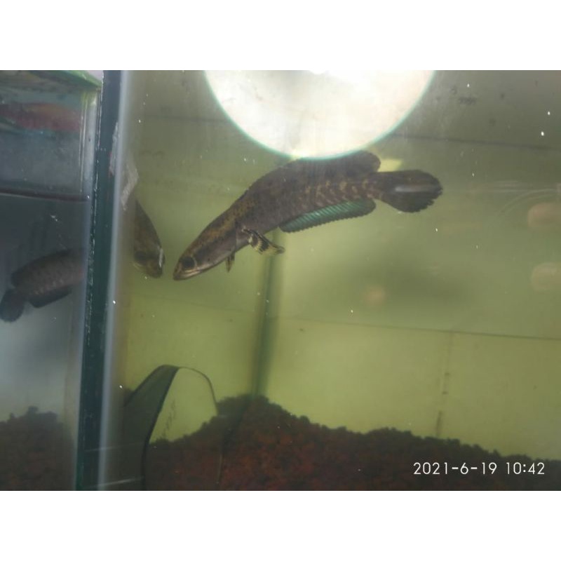 Jual channa blue purcha | Shopee Indonesia