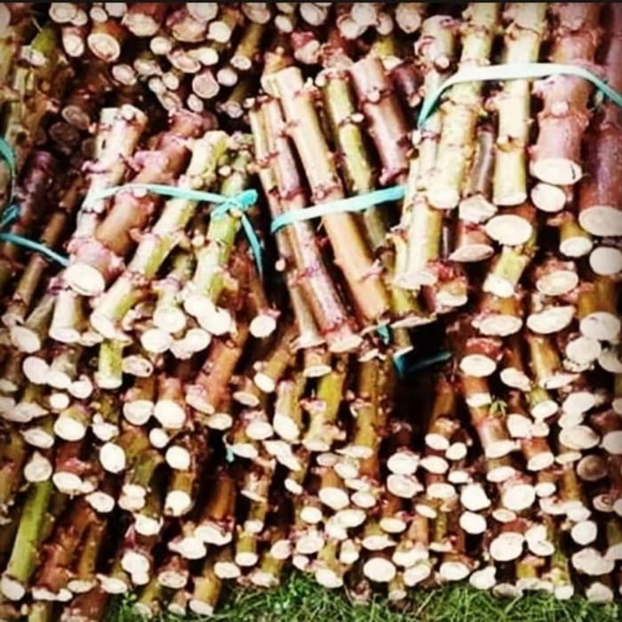 Jual Stek batang singkong 20 batang | Shopee Indonesia