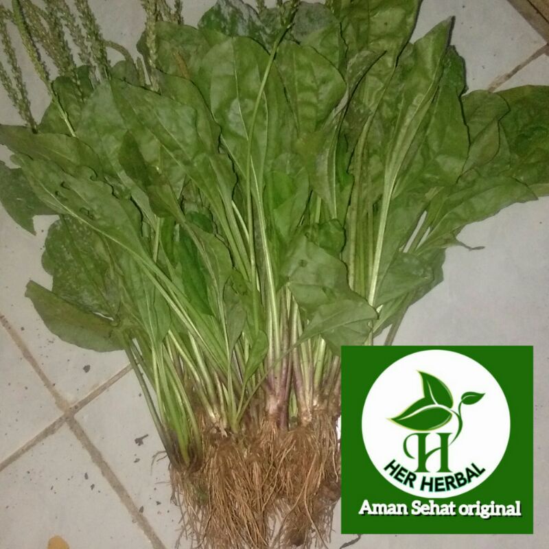 Jual daun sendok atau tepung otot atau kiurat segar 500 gram | Shopee ...