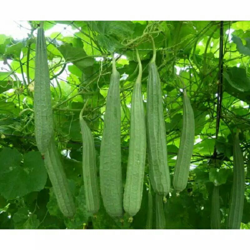 Jual 15 BENIH gambas/onyong ungul | Shopee Indonesia