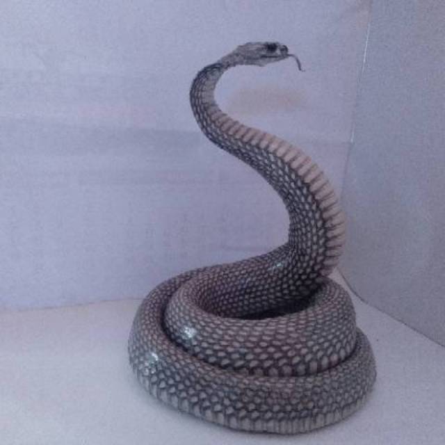 Jual Patung ular cobra natural model 1 D | Shopee Indonesia