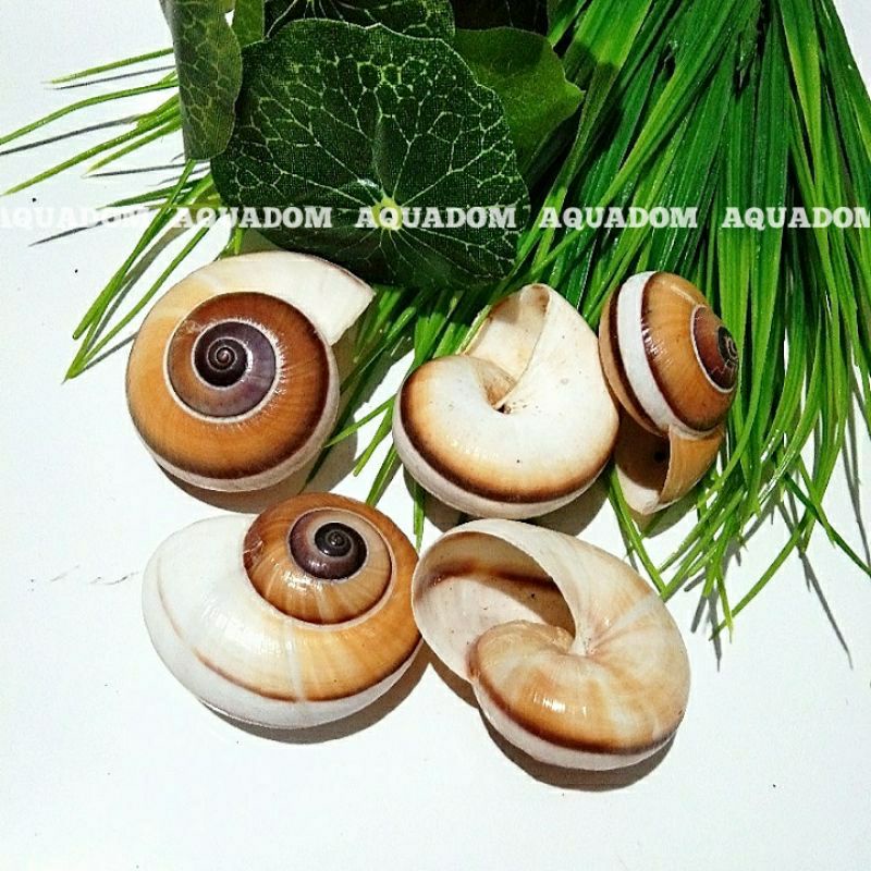 Jual CANGKANG ASPERITAS POLYMORPHA SHELL LAND SNAIL / SIPUT KEONG DARAT ...