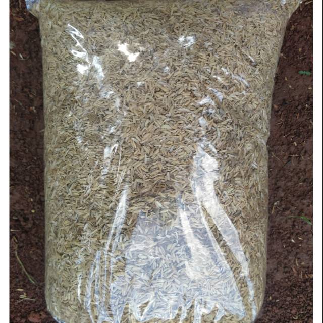 Jual Media tanam sekam padi mentah murni - kulit padi 1 kg | Shopee ...