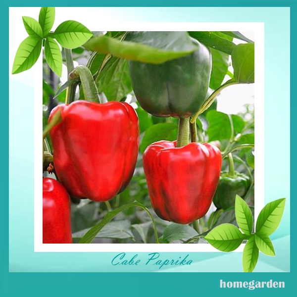 Jual Homegarden 200 Pcs Bibit Paprika Hijau Benih Paprika Benih Tanaman ...