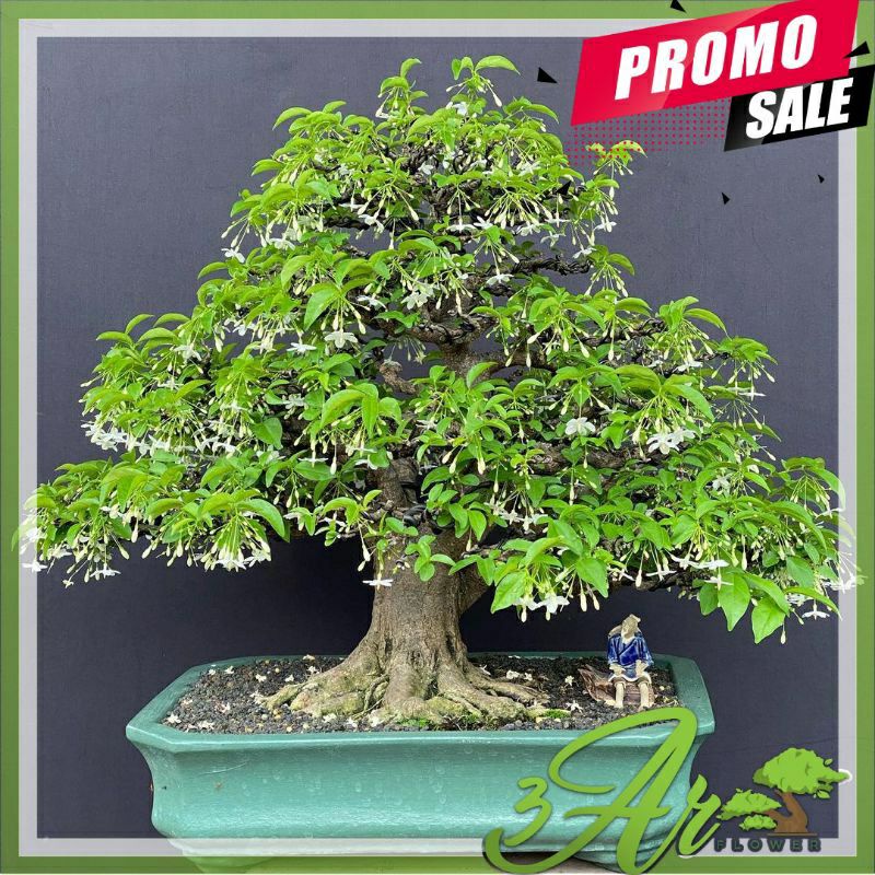 Jual Tanaman hias hidup bunga anting putri wangi bahan bonsai | Shopee ...
