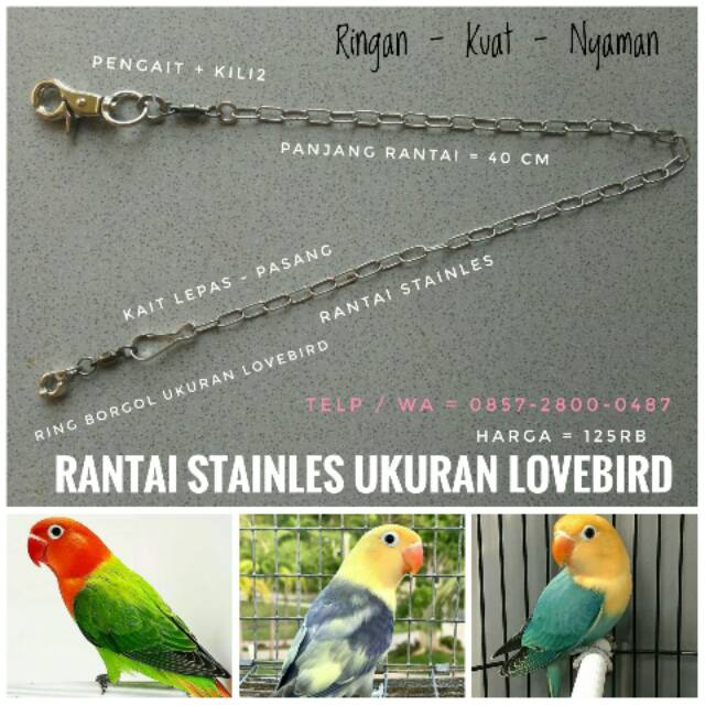 Jual Rantai Stainless Buat Lovebird Model Ring Borgol Small Parrot ...