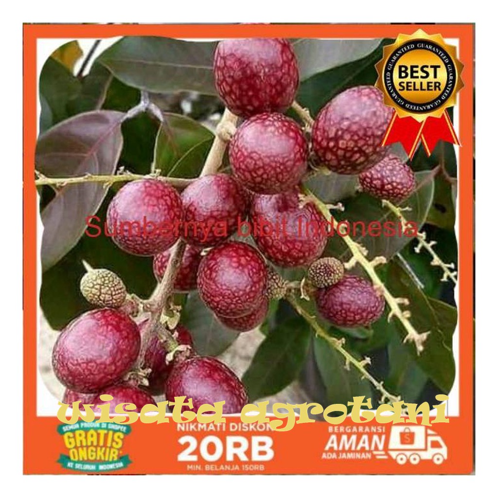 Jual PAKET 4 BIBIT TANAMAN KELENGKENG MERAH TANAMAN SUPER CEPAT BERBUAH ...